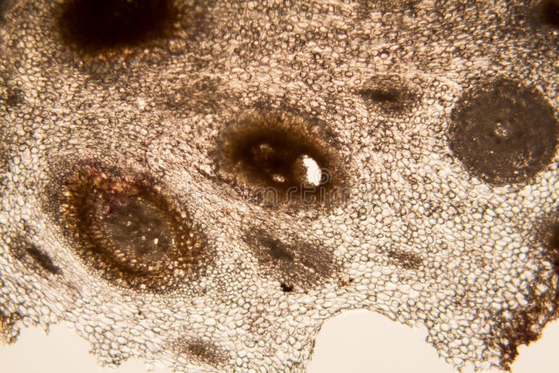 Onion Root Cells at the Microscope Stock Photo - Image of laboratory ...