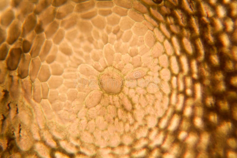 Mitotic Cells Under the Microscope. Onion Root Tip Stock Photo - Image ...