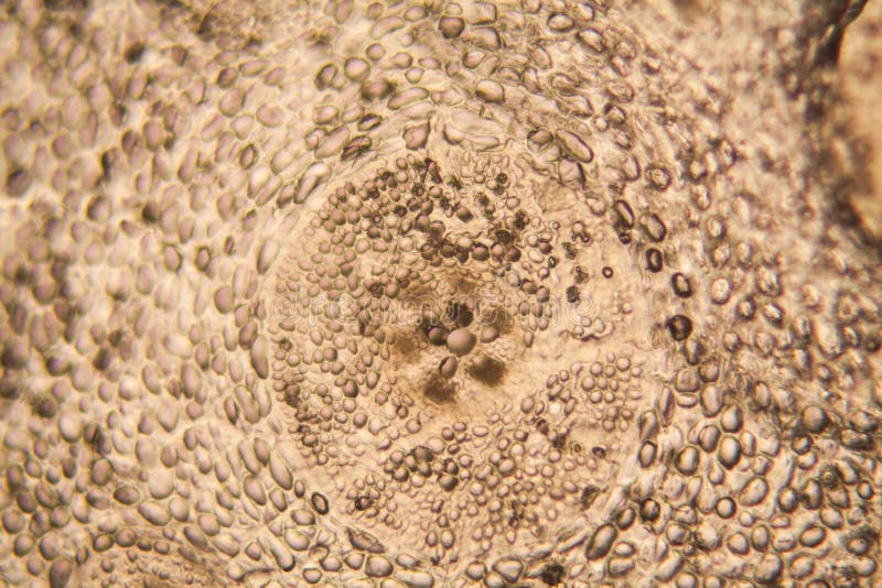 Onion Root Cells at the Microscope Stock Photo - Image of laboratory ...