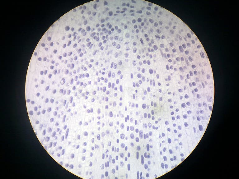 888 Onion Cell Label Stock Photos - Free & Royalty-Free Stock Photos ...