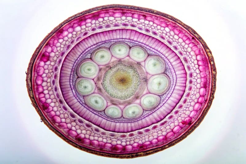 Onion Root Tip Mitosis Stages Under Microscope Stock Illustration ...