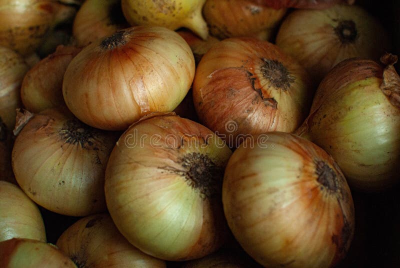Onion root vegetables stock photo. Image of breakfast - 253917956