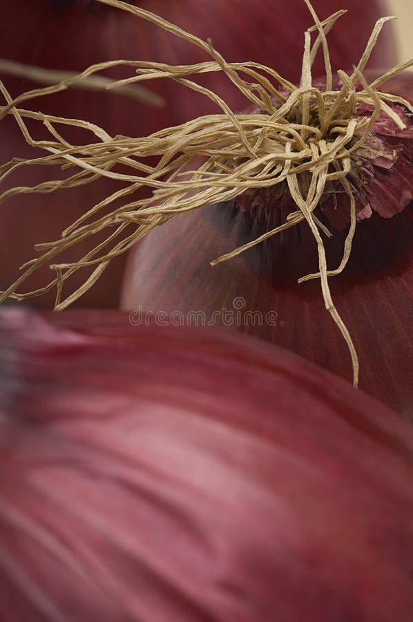 Onion with Roots stock image. Image of fullframe, organic - 29661633