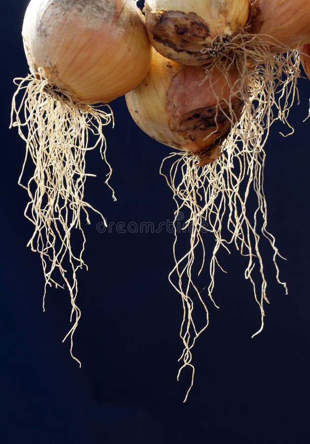 Onion roots stock photo. Image of detail, bulb, crop - 31157880