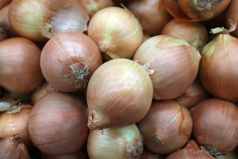 Onion roots stock image. Image of daytime, storage, bulb - 178448359