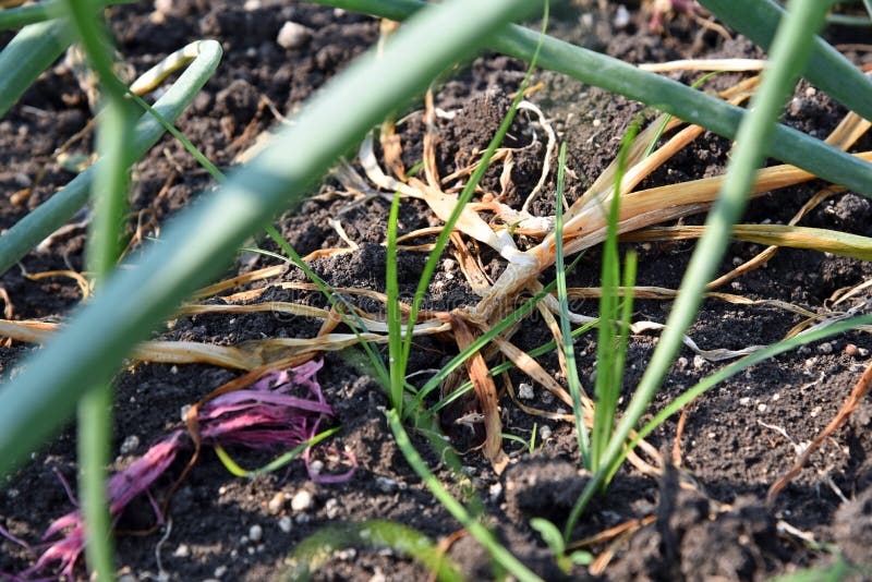 Onion Rot Disease from Pathogen Stock Photo - Image of uneatable, loss ...