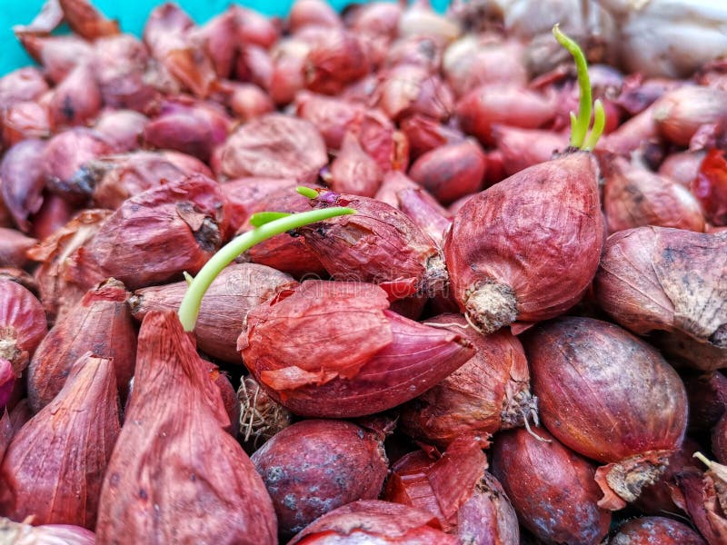 Onions that Have Rotted and Sprouted Stock Photo - Image of vegetable ...