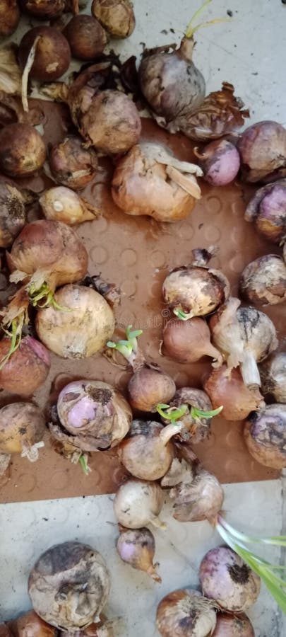 Onion Rotten and Spring Onion Growing Image. Stock Photo - Image of ...