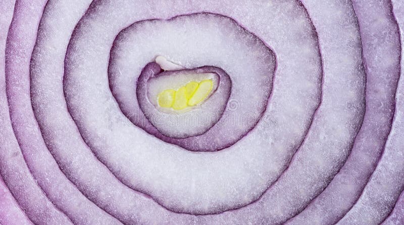 Onion Section Micro Close Up Stock Image - Image of circle, texture ...