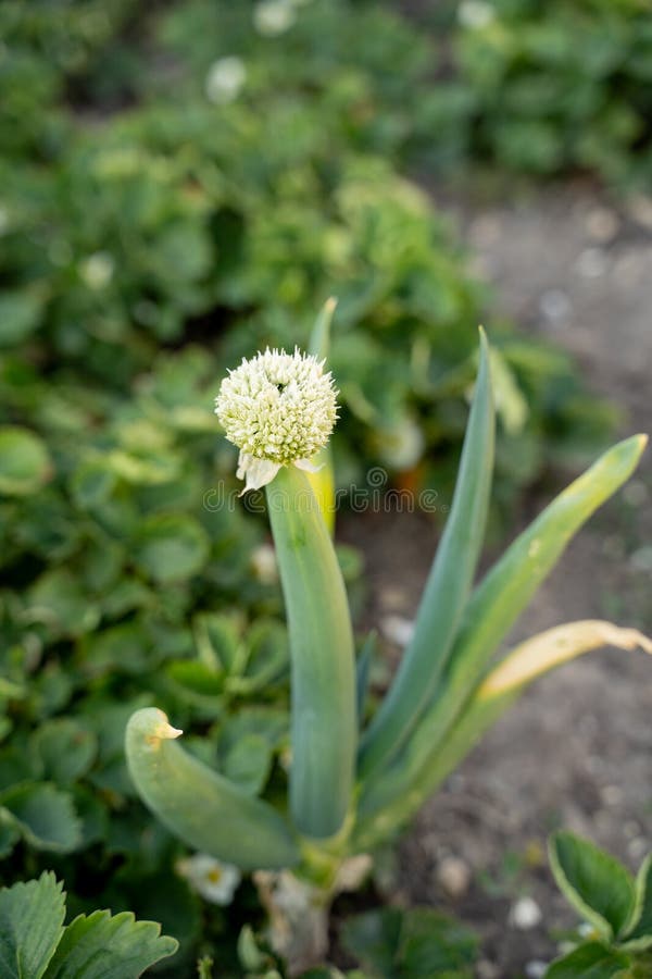 Onion seeds, large head stock photo. Image of stem, spring - 181224356