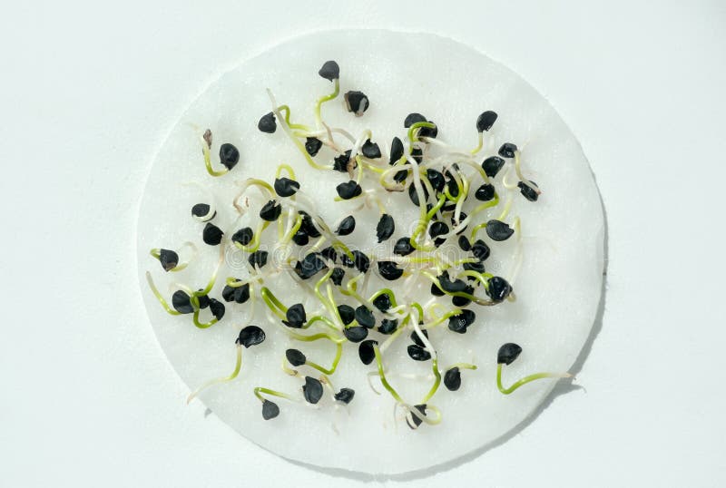 Onion Seeds, Microgreen at Home on a Cotton Pad Stock Photo - Image of ...