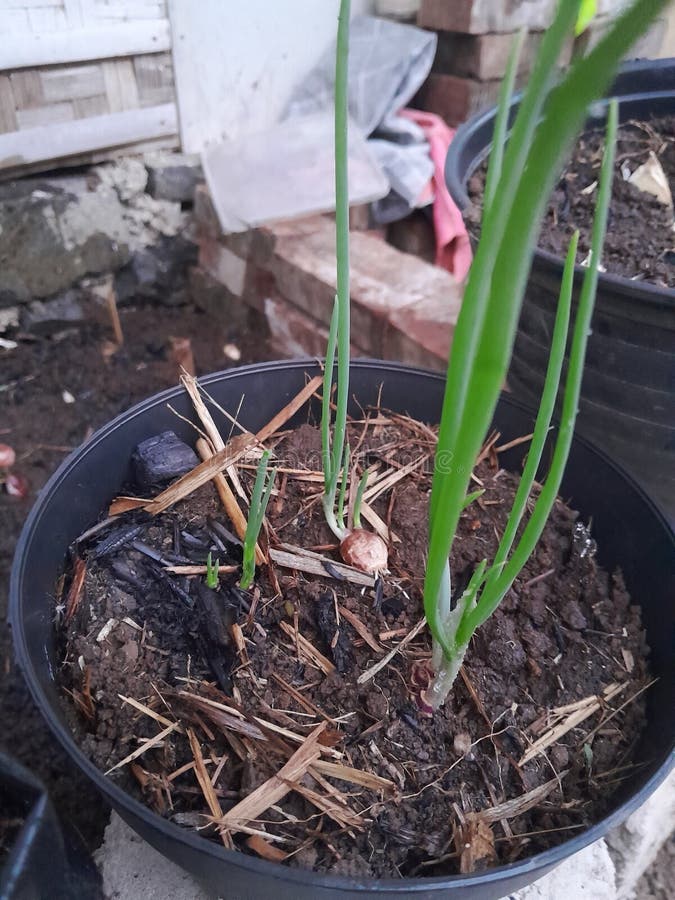 Onion Seeds in Pots Start To Grow Stock Photo - Image of grow, seeds: 347103208