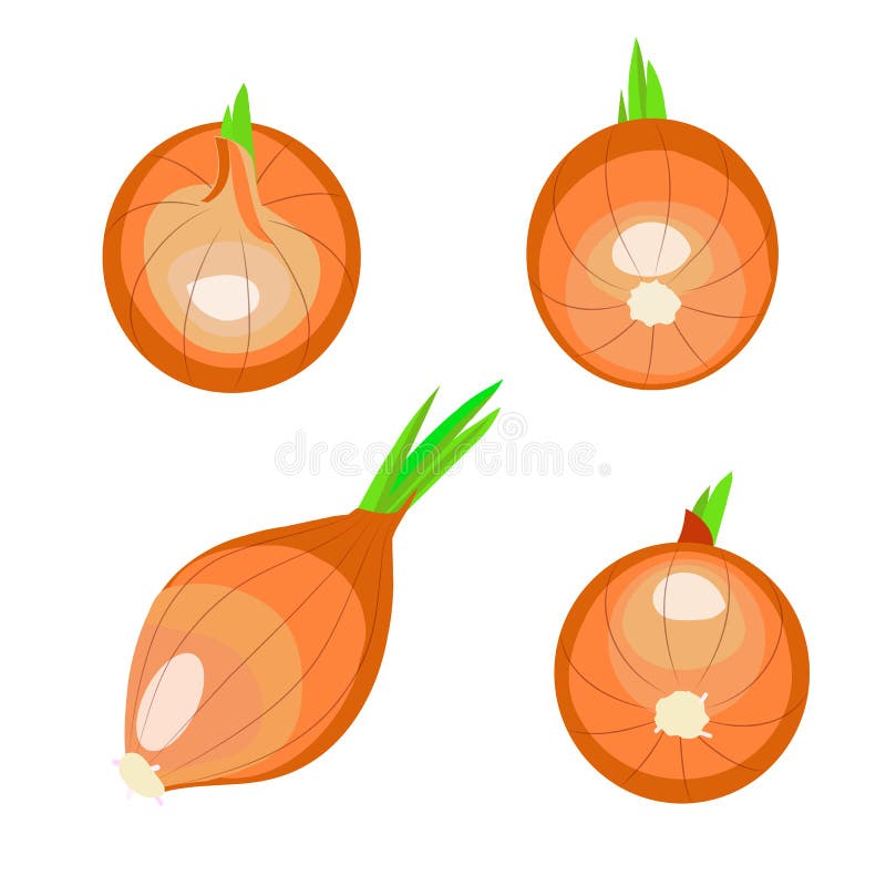 Onion Set. Orange Onion Design Element Stock Vector - Illustration of ...