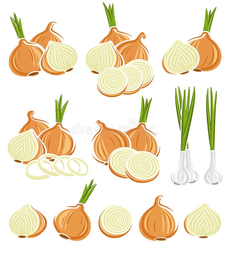 Onion set. Vector stock vector. Illustration of onion - 48713686