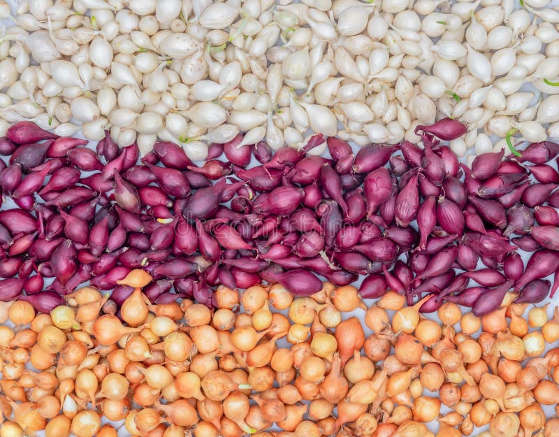 Onion Sets of Different Colours are Laid Out in Rows, Creating a ...