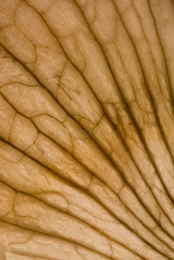 Onion skin stock photo. Image of structure, life, geometry - 3505556