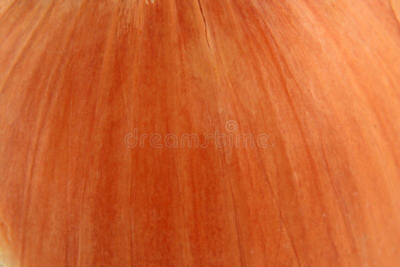 Onion skin microscopic stock photo. Image of educational - 5603796