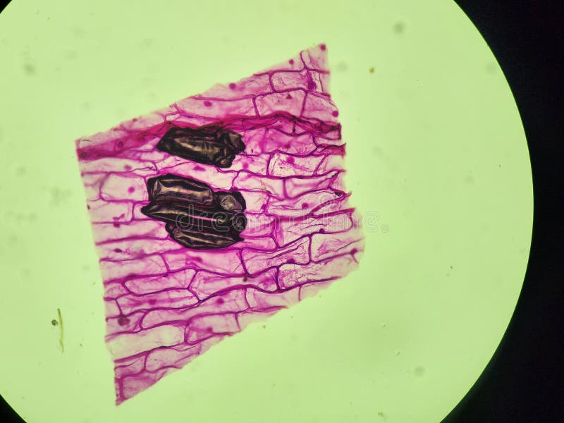 Onion Cells Under Microscope Drawing