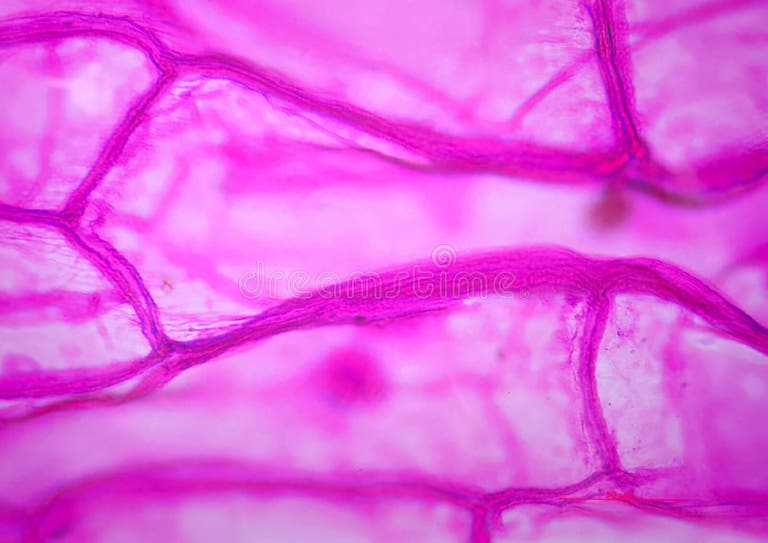 Onion Skin Viewed Under Microscope with Pink Stain Stock Photo - Image ...