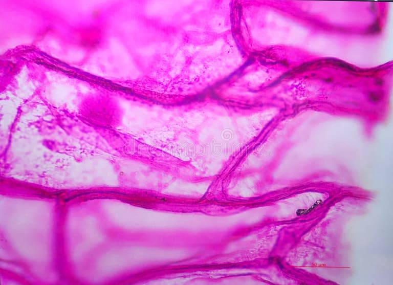 Onion Skin Viewed Under Microscope with Pink Stain Stock Photo - Image ...
