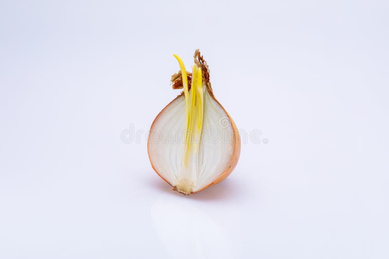 Onion Isolated on white stock photo. Image of kiwisa - 176678098