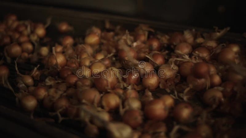Onion Sorting, Processing and Packing Factory. Onion Moving on a ...