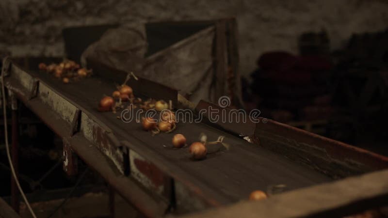 Onion Sorting, Processing and Packing Factory. Onion Moving on a ...