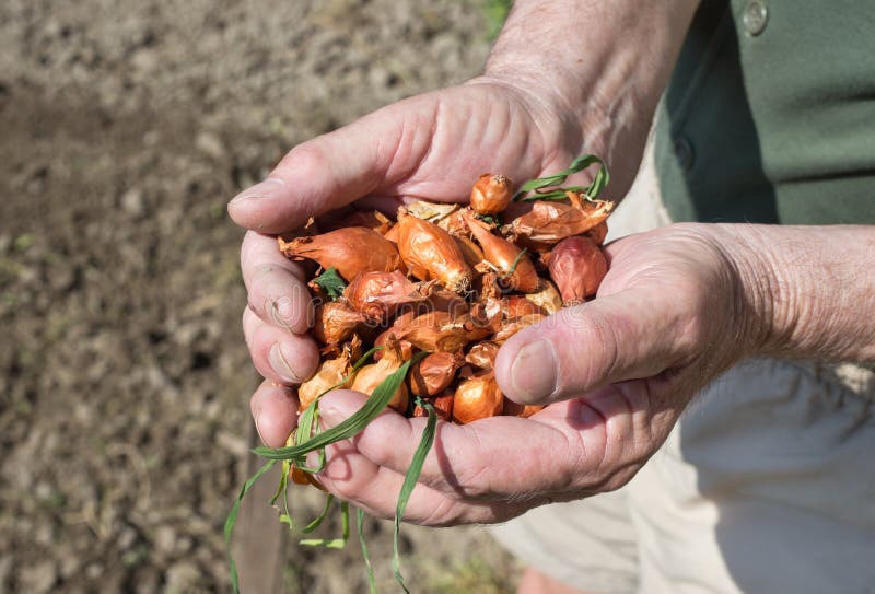 Onion for sowing stock photo. Image of plant, farming - 39162968