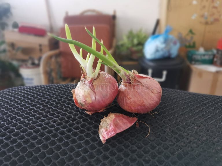 Onion Sprouting Out with Young Leafy Shoot. Stock Photo - Image of ...
