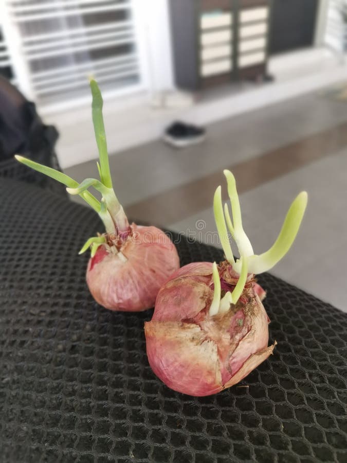 Onion Sprouting Out with Young Leafy Shoot. Stock Image - Image of ...