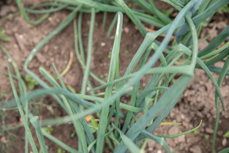 Onion Sprouts in Early Spring at the Kitchen Garden Stock Photo - Image ...