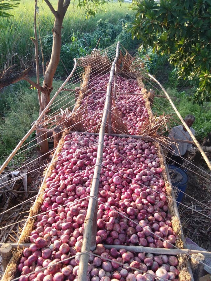 Onion Storage in Natural Store on Plot Stock Image - Image of store ...