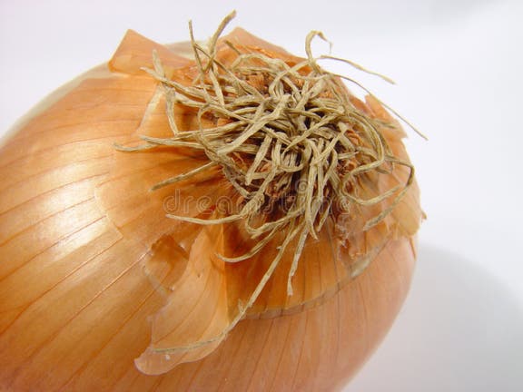 Onion study stock image. Image of cook, food, onion, flavour - 73735