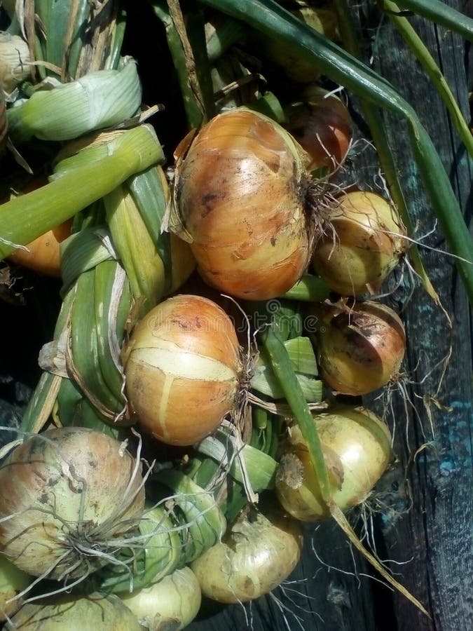 Onion in the sun 5 stock photo. Image of bulb, food - 121422578