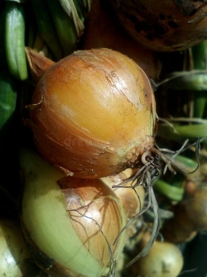 Onion in the sun 2 stock image. Image of ripe, round - 121422843