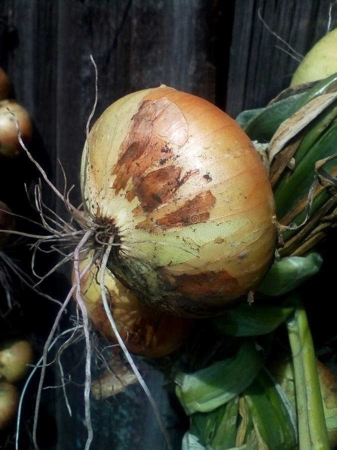 Onion in the sun 7 stock photo. Image of dried, vegetable - 121423000