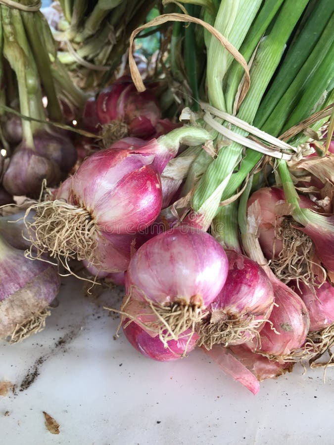 Onion on table stock photo. Image of turnip, ingredient - 66125836