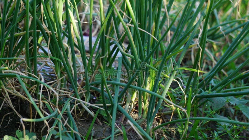 Onion Tree on the Field with Green Leaves Stock Photo - Image of ...