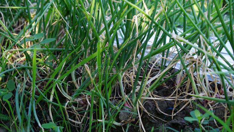 Onion Tree on the Field with Green Leaves Stock Photo - Image of ...