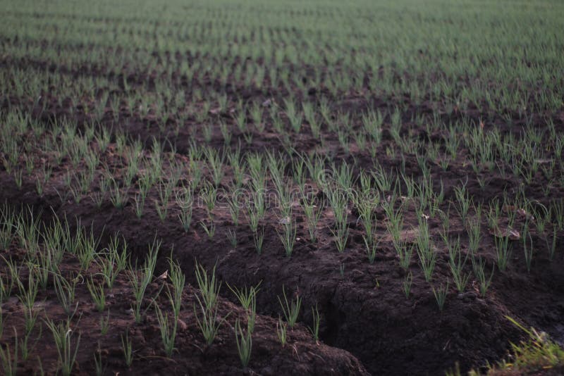Onion Tree that is in the Process of Growing Stock Image - Image of ...