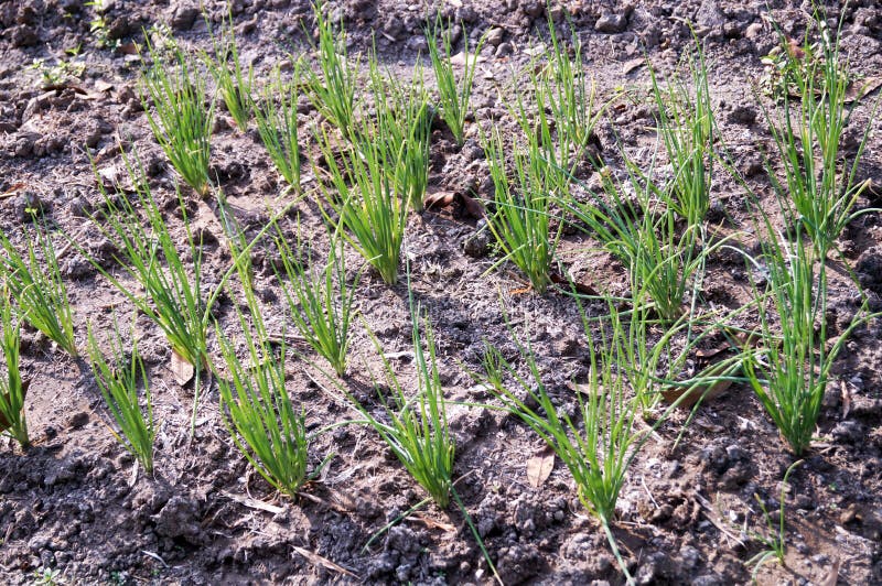 The onion tree in garden. stock photo. Image of grow - 130612140