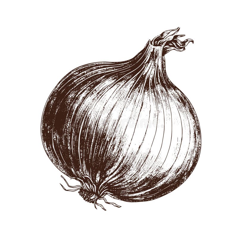 Onion Vector Drawing. Isolated Hand Drawn, Engraved Style Illustration ...