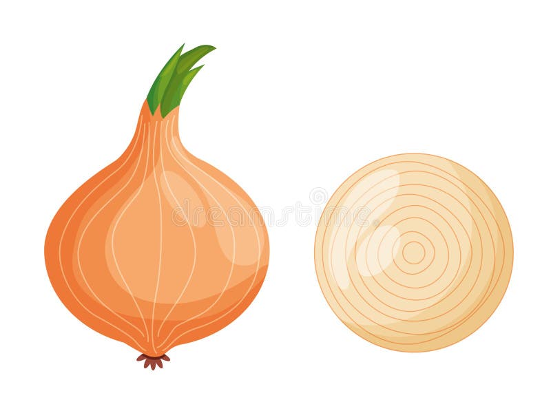Onion Drawing Consisting of Tag Stock Vector - Illustration of curve ...