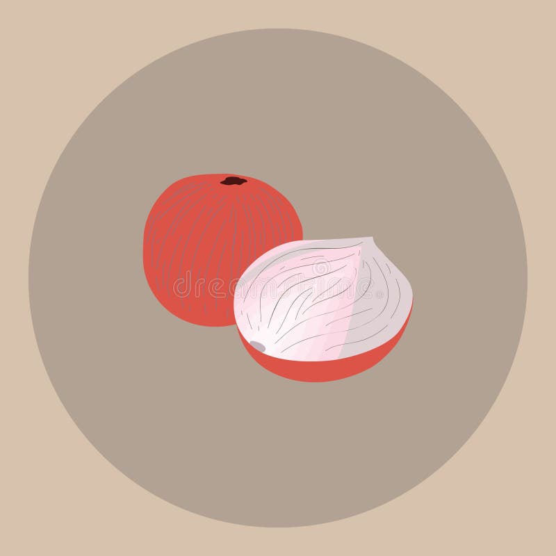 Onion. Vector Illustration Decorative Design Stock Vector ...