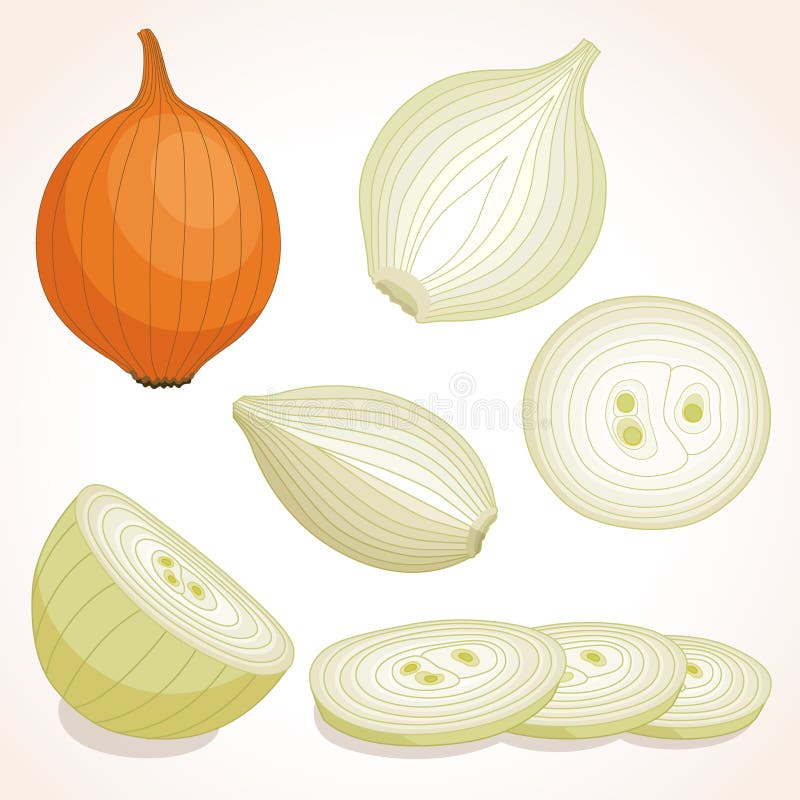 Onion Vector illustration. stock vector. Illustration of healthy - 68853124