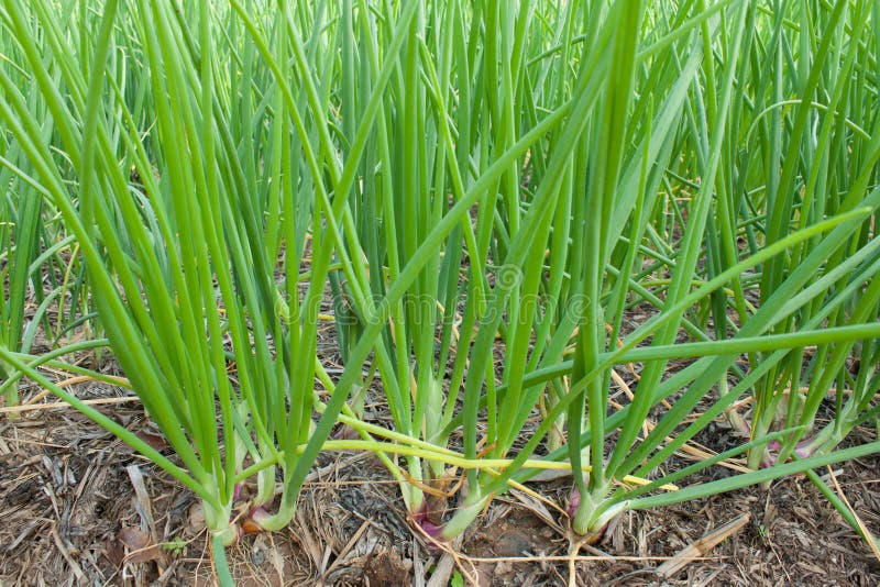 Onion stock photo. Image of field, leaf, growth, farming - 36574806