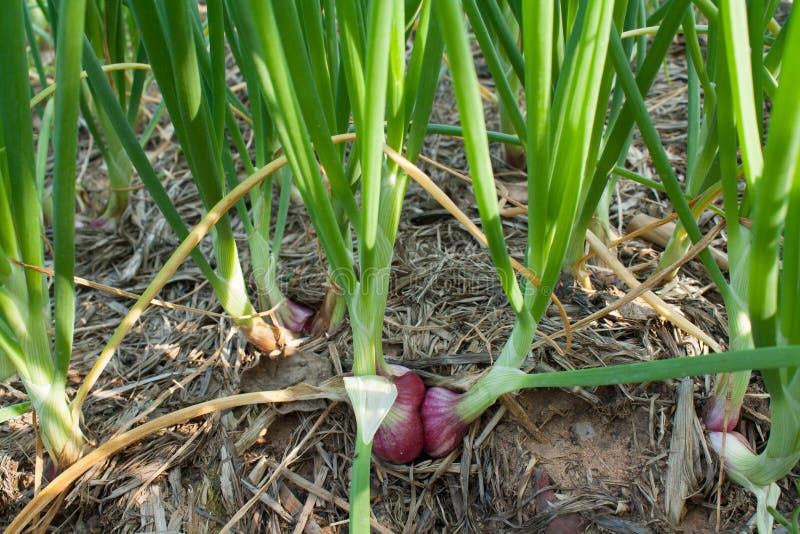 Onion stock photo. Image of field, natural, leaf, spring - 36574828