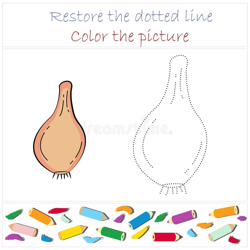 Trace onion and color it stock vector. Illustration of homework - 287585718