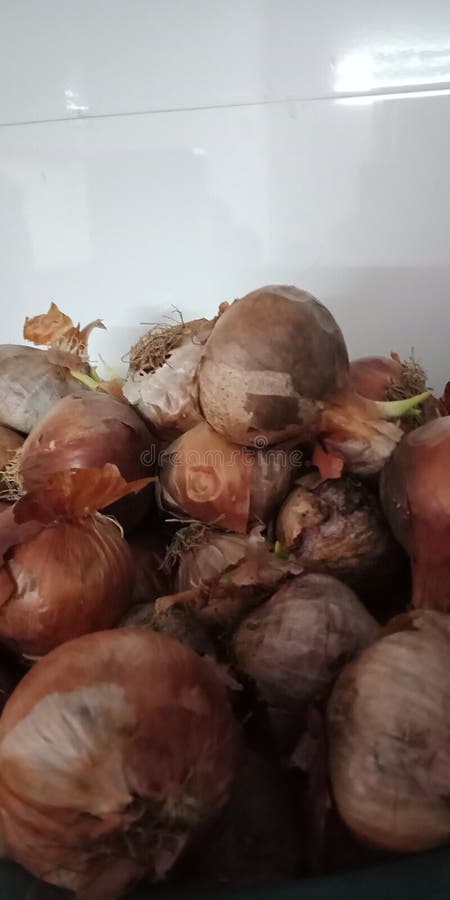 Onion Play City Stock Photos - Free & Royalty-Free Stock Photos from ...