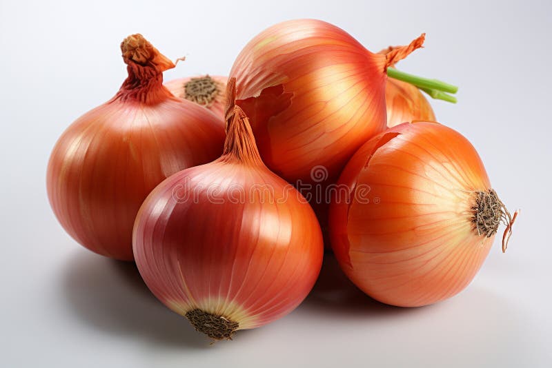 Onion on white background stock illustration. Illustration of plant ...